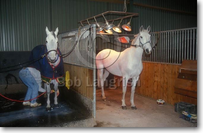 Bob Langrish Equestrian Photographer: Images