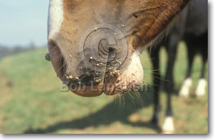 Bob Langrish Equestrian Photographer: Images