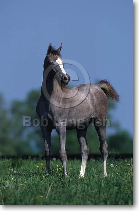 Bob Langrish Equestrian Photographer: Images