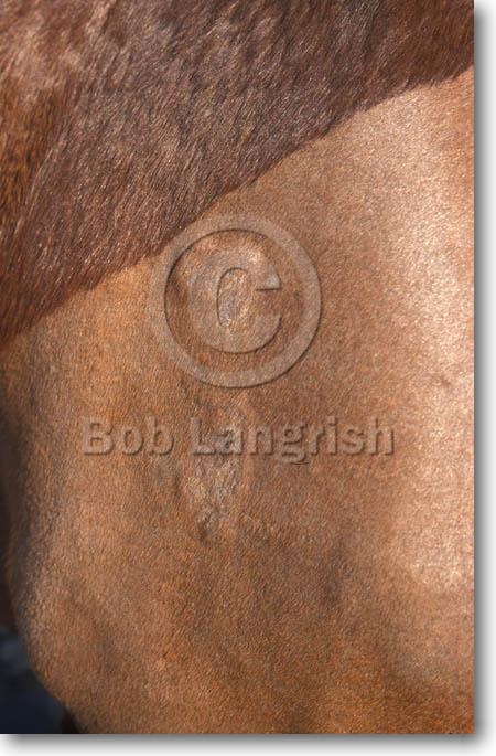 Bob Langrish Equestrian Photographer: Galleries