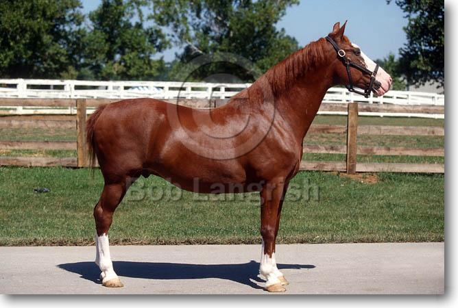 Bob Langrish Equestrian Photographer: Galleries