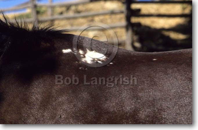 Bob Langrish Equestrian Photographer: Images