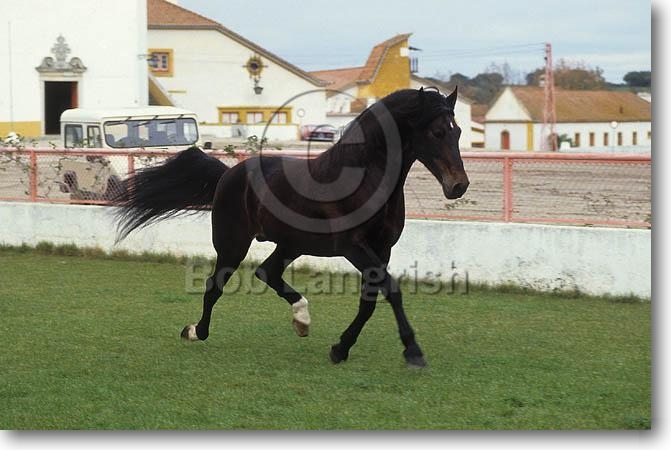 Bob Langrish Equestrian Photographer: Images