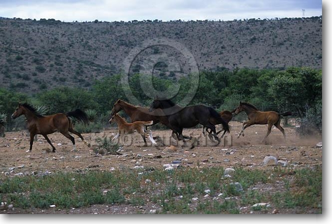 Bob Langrish Equestrian Photographer: Images