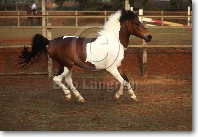 Bob Langrish Equestrian Photographer: Images