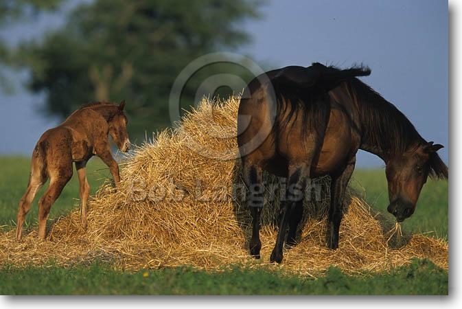 Bob Langrish Equestrian Photographer: Images