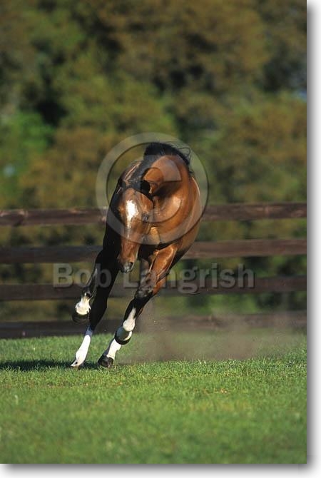 Bob Langrish Equestrian Photographer: Images