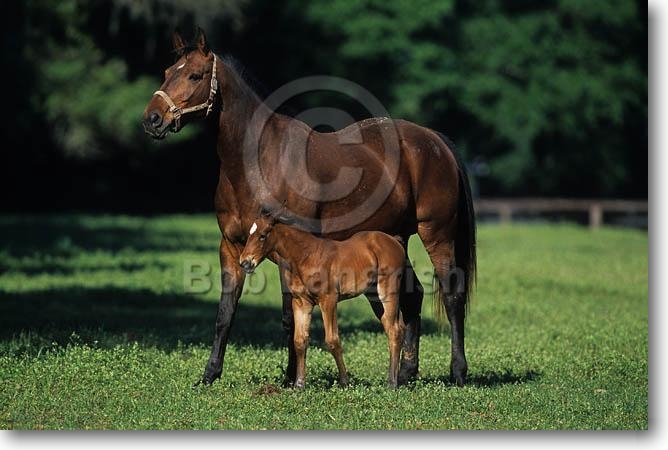Bob Langrish Equestrian Photographer: Images