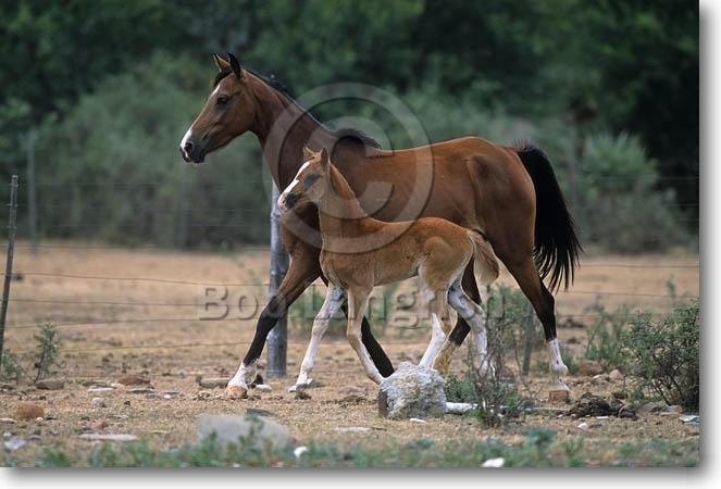 Bob Langrish Equestrian Photographer: Images