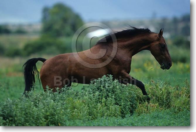 Bob Langrish Equestrian Photographer: Images