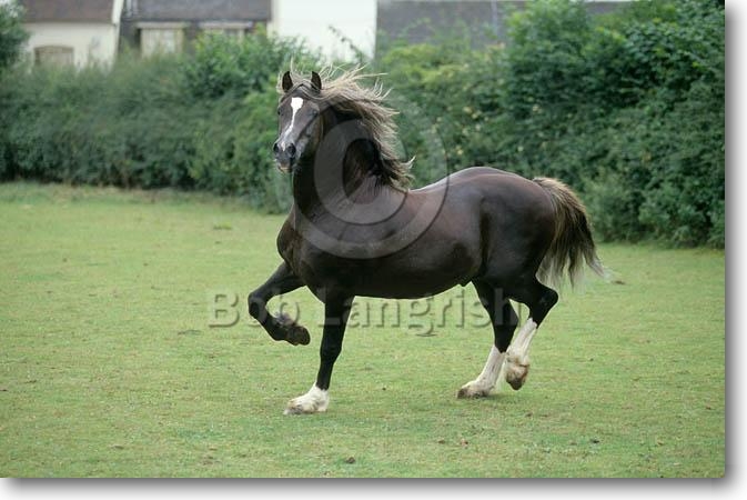 Bob Langrish Equestrian Photographer: Images