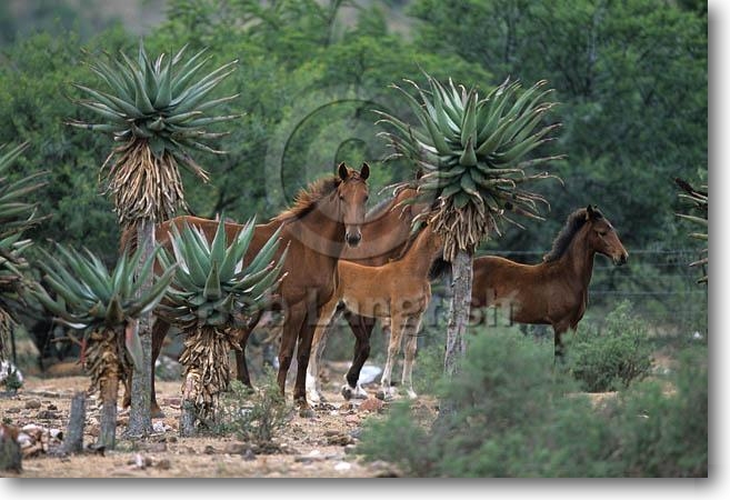 Bob Langrish Equestrian Photographer: Images