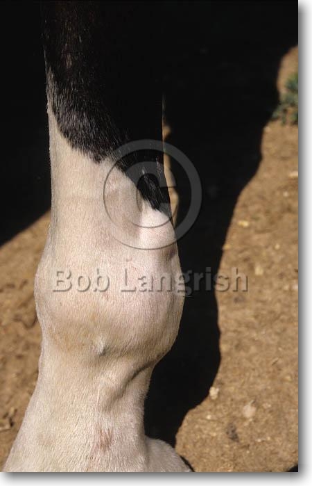 Bob Langrish Equestrian Photographer: Galleries