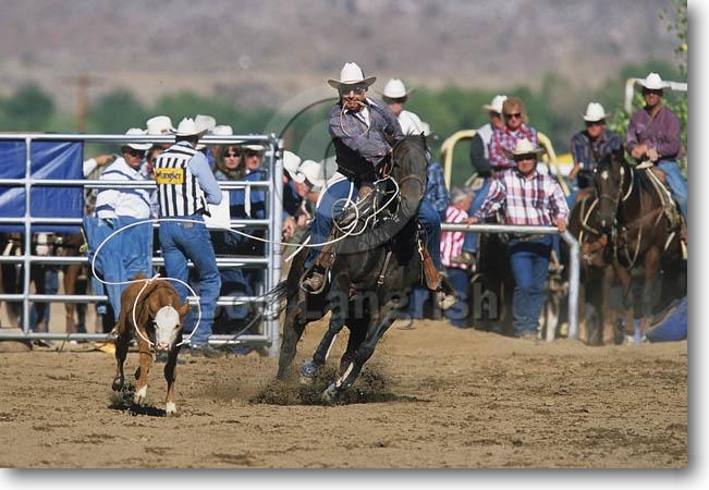 Bob Langrish Equestrian Photographer: Images