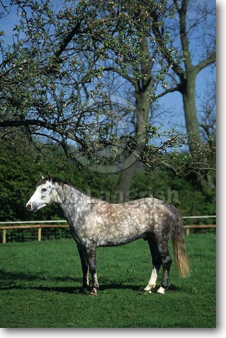 Bob Langrish Equestrian Photographer: Images