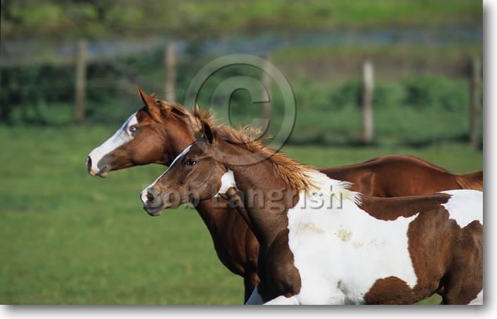 Bob Langrish Equestrian Photographer: Images