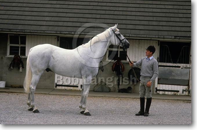 Bob Langrish Equestrian Photographer: Galleries