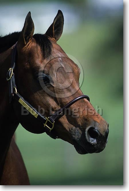 Bob Langrish Equestrian Photographer: Images