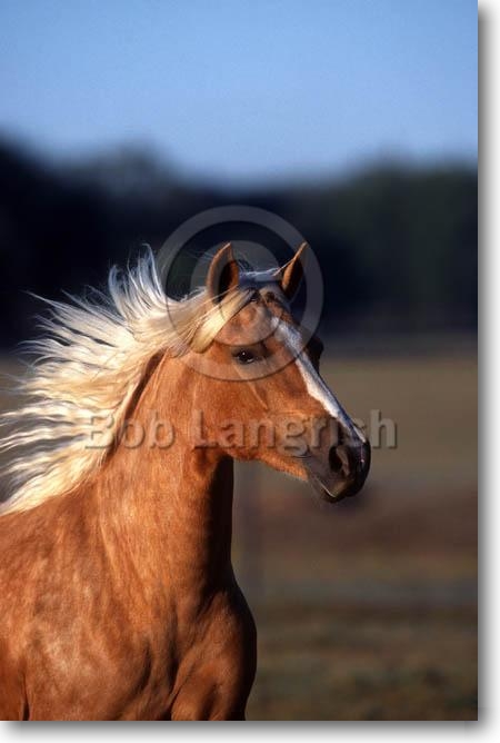 Bob Langrish Equestrian Photographer: Images