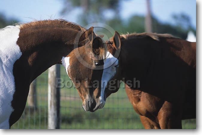Bob Langrish Equestrian Photographer: Images
