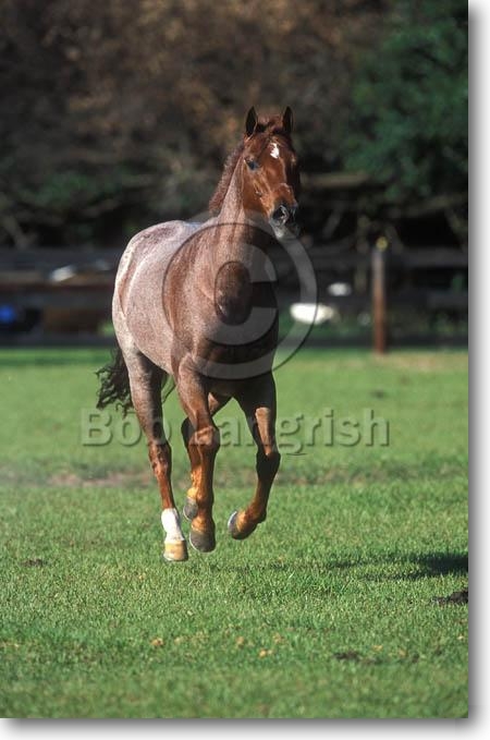 View topic - SSF #15: Red Roan Dun Splash (Strawberry) - Chicken Smoothie