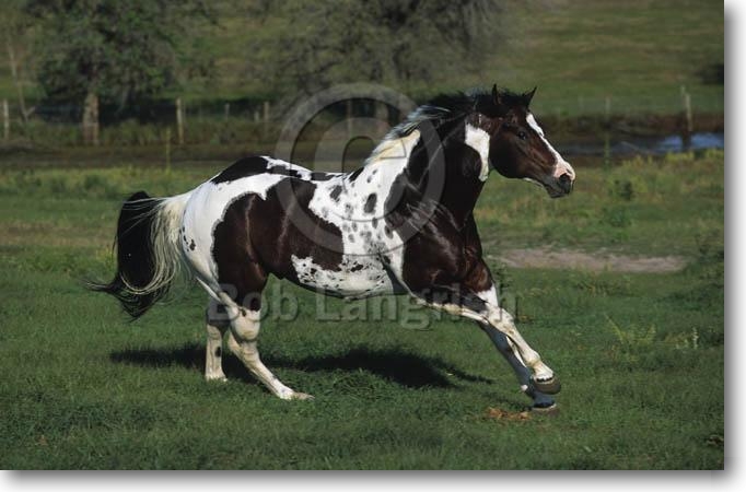 Bob Langrish Equestrian Photographer: Images