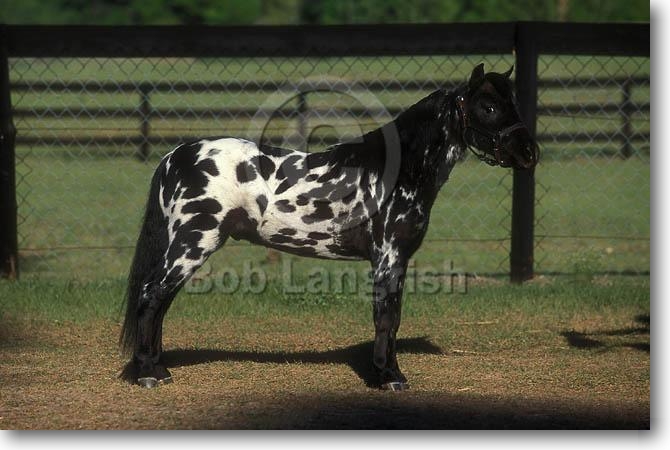 Bob Langrish Equestrian Photographer: Images