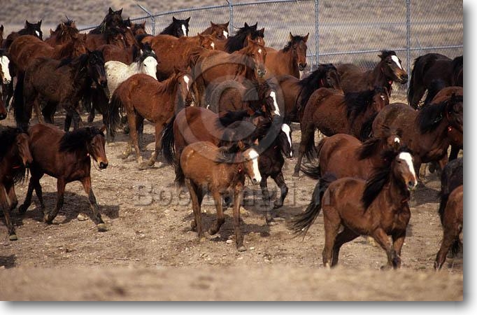 Bob Langrish Equestrian Photographer: Images