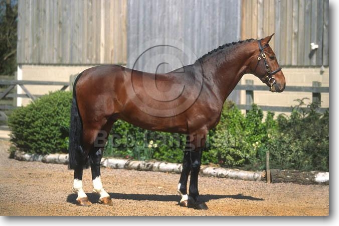 Bob Langrish Equestrian Photographer: Images