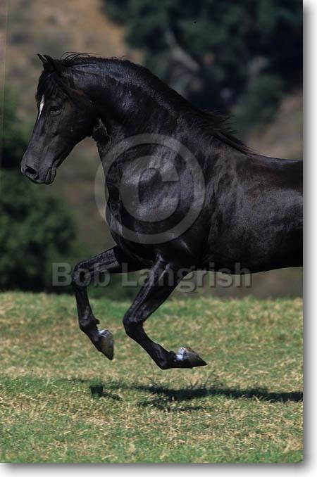 Bob Langrish Equestrian Photographer: Images