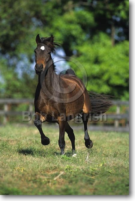 Bob Langrish Equestrian Photographer: Images