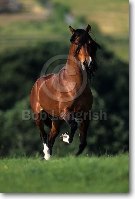 Bob Langrish Equestrian Photographer: Images