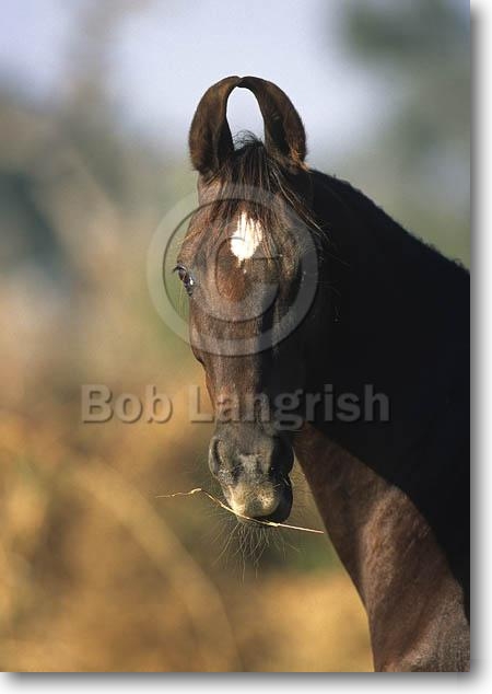 Bob Langrish Equestrian Photographer: Images