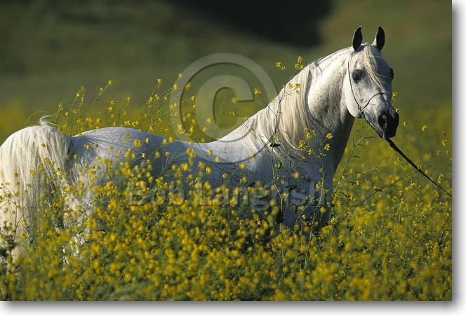 Bob Langrish Equestrian Photographer: Galleries