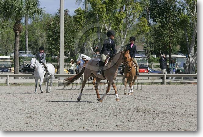 Bob Langrish Equestrian Photographer: Travels