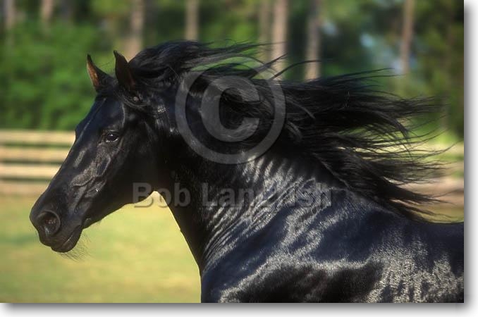 Bob Langrish Equestrian Photographer: Travels