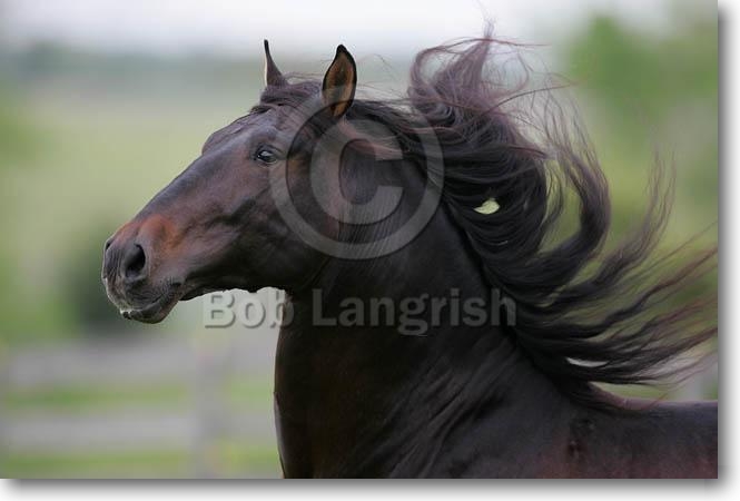 Bob Langrish Equestrian Photographer: Travels